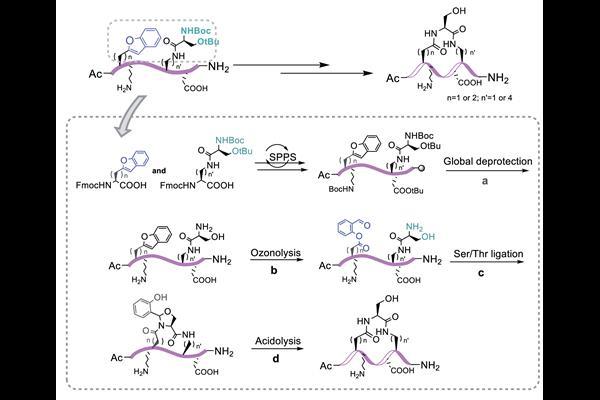Peptide ligation strategy unlocks diverse range of structural motifs ...